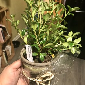 HALSTED FLOWERS - Updated April 2025 - 229 Photos & 134 Reviews - 2725 ...