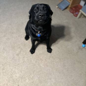 SIMPSON’S LABRADOR RETRIEVERS - Updated December 2025 - 38 Photos - Red ...