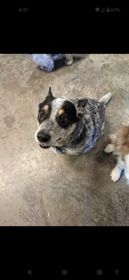 PAWSITIVELY PARADISE DOG RESORT - Updated July 2025 - 1045 Georgetown ...