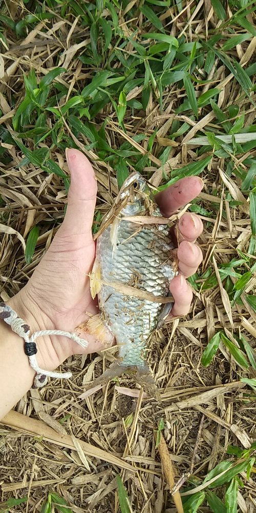 FISH VALLEY - Updated December 2025 - 30 Photos - Jalan Kachau ...