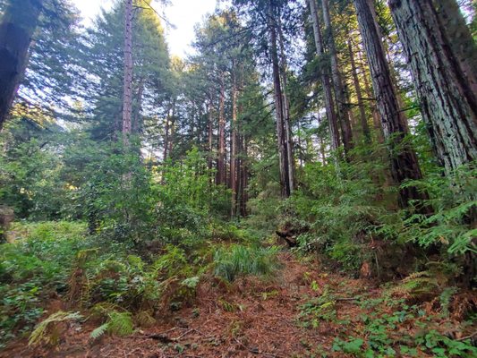 GARDEN OF EDEN - HENRY COWELL REDWOODS STATE PARK - 130 Photos & 94 ...