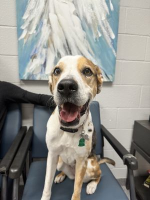 NEEL VETERINARY HOSPITAL - Updated August 2025 - 54 Photos & 249 ...