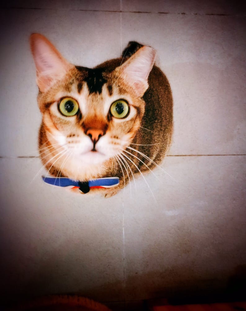 CAT SOCRATES - Updated July 2025 - 45 Photos - 448 Joo Chiat Rd ...