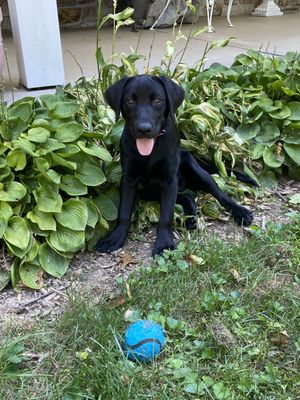 AL’S DIAMOND CABARET - Updated December 2025 - 10 Reviews - 1810 N 5th ...