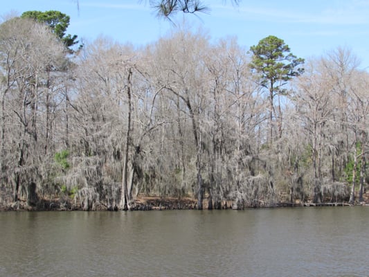 CADDO LAKE - Updated November 2024 - 18 Photos - 15600 Fm 134, Karnack ...