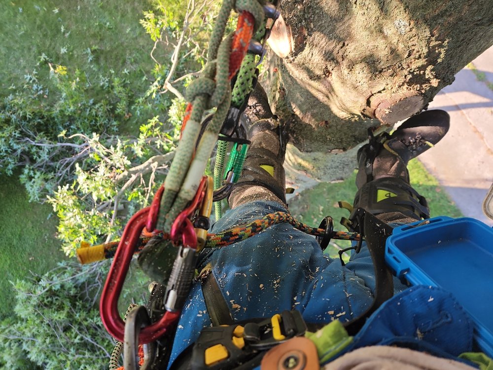 WE CARE TREE CARE - Updated April 2024 - Request a Quote - South Bend ...