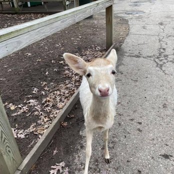 WISCONSIN DEER PARK - Updated July 2025 - 254 Photos & 136 Reviews ...