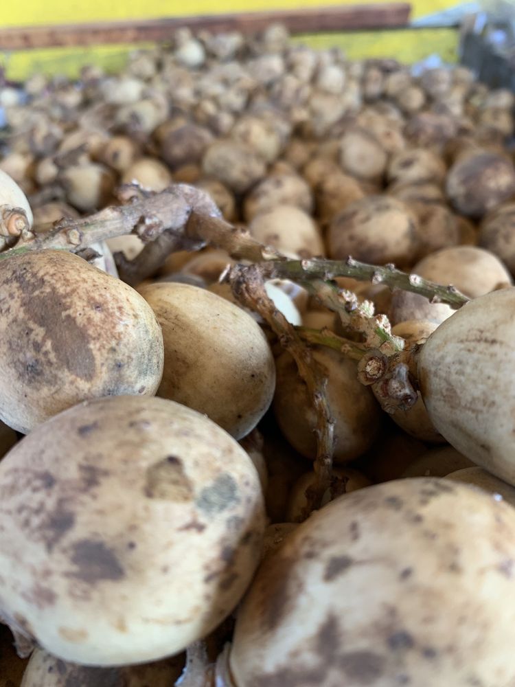 ILOILO CITY CENTRAL MARKET - Updated December 2025 - Rizal Street ...