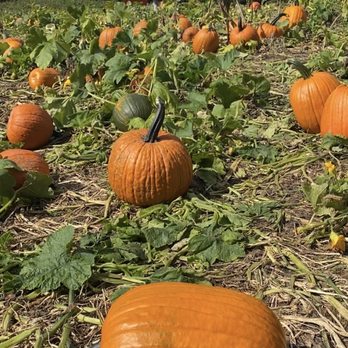 Butler’s Orchard - 514 Photos & 307 Reviews - Farmers Market - 22222 ...