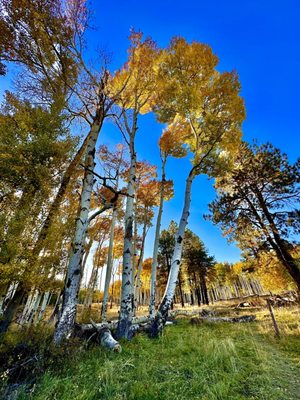 ASPEN NATURE LOOP - Updated December 2025 - 55 Photos & 18 Reviews ...