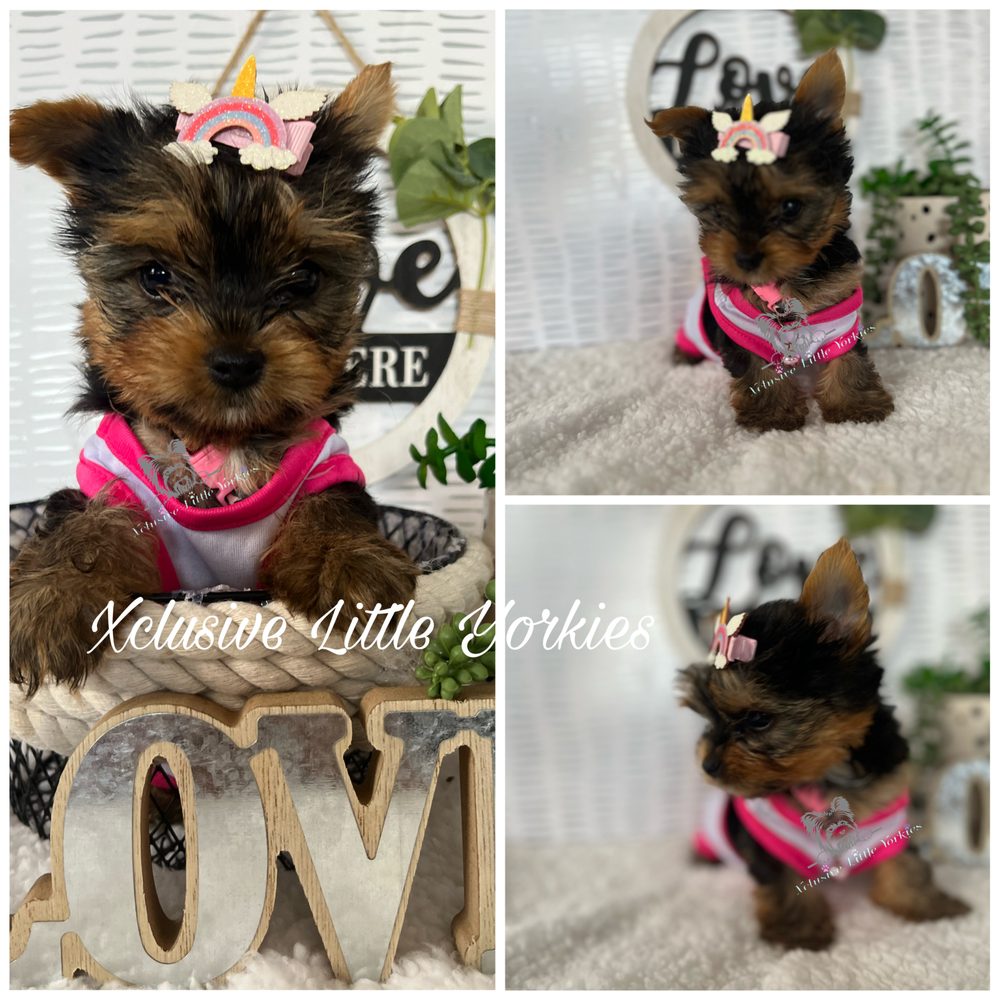 XCLUSIVE LITTLE YORKIES - Updated April 2024 - 45 Photos - 7570 NW ...