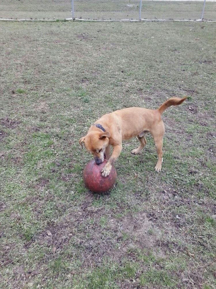 ANIMAL AID SOCIETY - Animal Shelters - 80 Butler Farm Rd, Hampton, VA ...