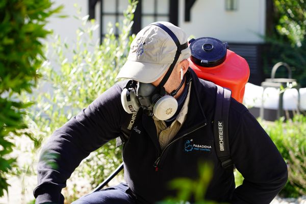 PASADENA PEST CONTROL - Updated September 2024 - 101 Photos & 81 ...