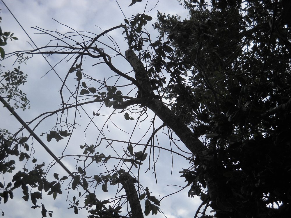 LEWIS TREE SERVICE - Updated November 2024 - 21 Photos & 27 Reviews ...