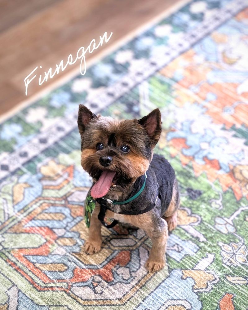 BUBBLE07 GROOMING - Updated December 2025 - 87 Photos & 12 Reviews ...