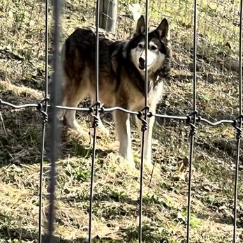 THE WOLF SANCTUARY OF PA - Updated January 2025 - 281 Photos & 120 ...