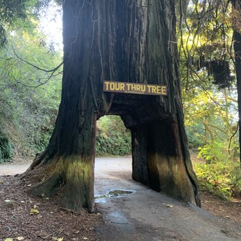 TOUR THRU TREE - Updated December 2025 - 92 Photos & 55 Reviews - 430 ...