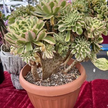 GOLDEN WEST COLLEGE SWAP MEET - Updated June 2026 - 513 Photos & 183 ...