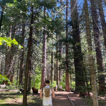 CALAVERAS BIG TREES STATE PARK - Updated August 2024 - 1101 Photos ...