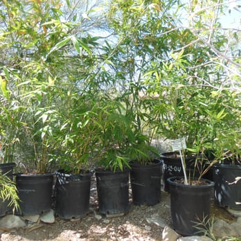 BAMBOO RANCH - Updated December 2025 - 21 Photos - 1901 N Avenida ...