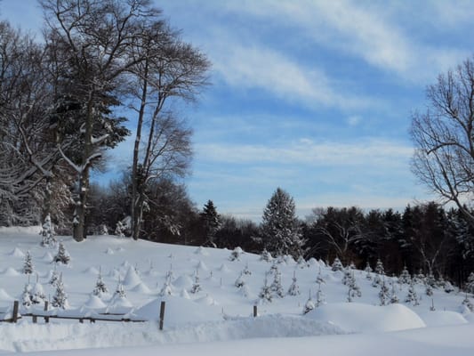 SLEIGHBELL CHRISTMAS TREE FARM & GIFT BARN - Updated May 2026 - 13 ...
