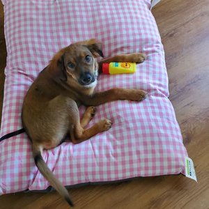 HUMANE RESCUE ALLIANCE - 21 Photos & 99 Reviews - 71 Oglethorpe St NW ...