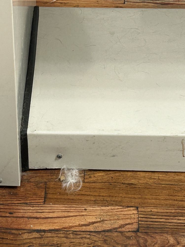 KEW GARDENS ANIMAL HOSPITAL - Updated September 2025 - 25 Photos & 70 ...