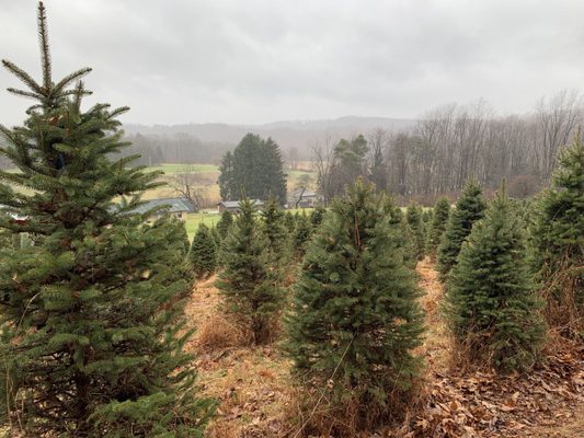 Ruffing’s Tree Farm - Trusted Since 2019 - Updated July 2025 - 665 5 ...