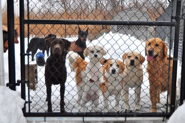 PAWS 4 PLAY - Updated July 2025 - 93 Bridge Rd, Salisbury ...