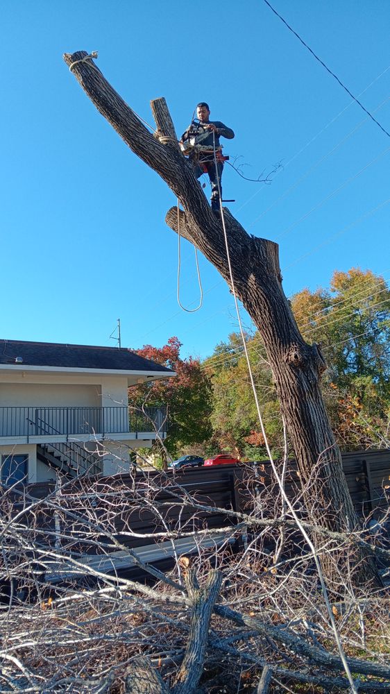 JM TREE SERVICE - Updated June 2024 - Request a Quote - Huntsville ...