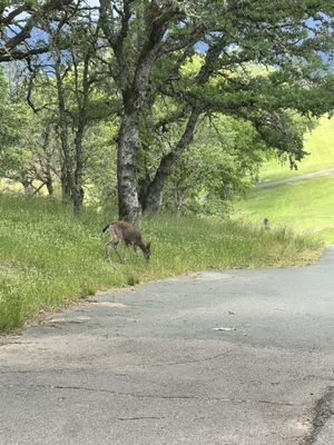 UKIAH GOLF COURSE - Updated May 2026 - 11 Photos & 23 Reviews - 599 ...