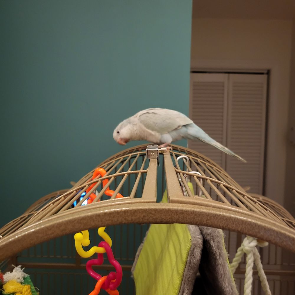 Jamacian Parrots At Petsmart