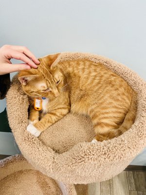 MEOWS CORNER - Updated October 2025 - 47 Photos & 39 Reviews - 21435 ...