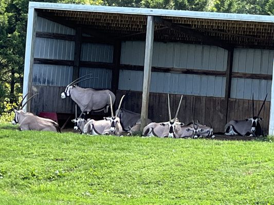 BRIGHT’S ZOO - Updated August 2024 - 66 Photos & 33 Reviews - 3425 Hwy ...