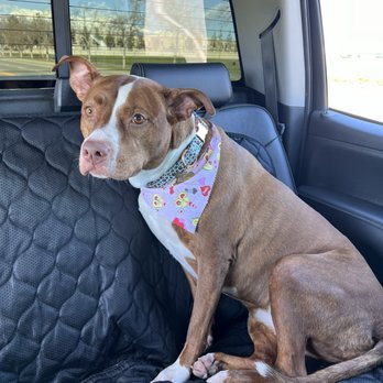 MUTT CUTTS DOG SPA - Updated October 2025 - 312 Photos & 311 Reviews ...