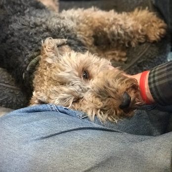 BRANDON FOUCHE - DOG AGGRESSION EXPERT - Updated June 2024 - 64 Photos ...