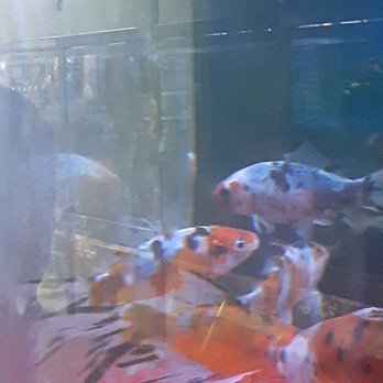 INLAND REEF PET STORE - Updated October 2025 - 817 Cross Lanes Dr ...