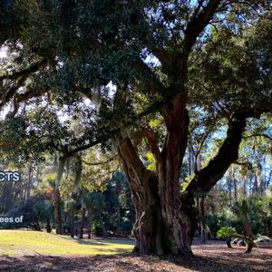 NATIVE AMERICAN SHELL RING - 13 Photos - Fish Island Trail, Hilton Head ...