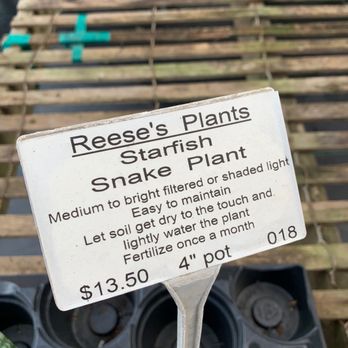 REESE’S PLANTS - Updated September 2025 - 91 Photos & 18 Reviews ...