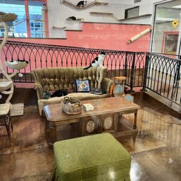 DON’T STRESS MEOWT - CAT CAFE - Updated July 2025 - 291 Photos & 31 ...