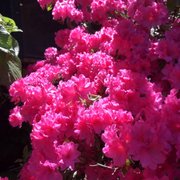 JC RAULSTON ARBORETUM - 523 Photos & 96 Reviews - 4415 Beryl Rd ...