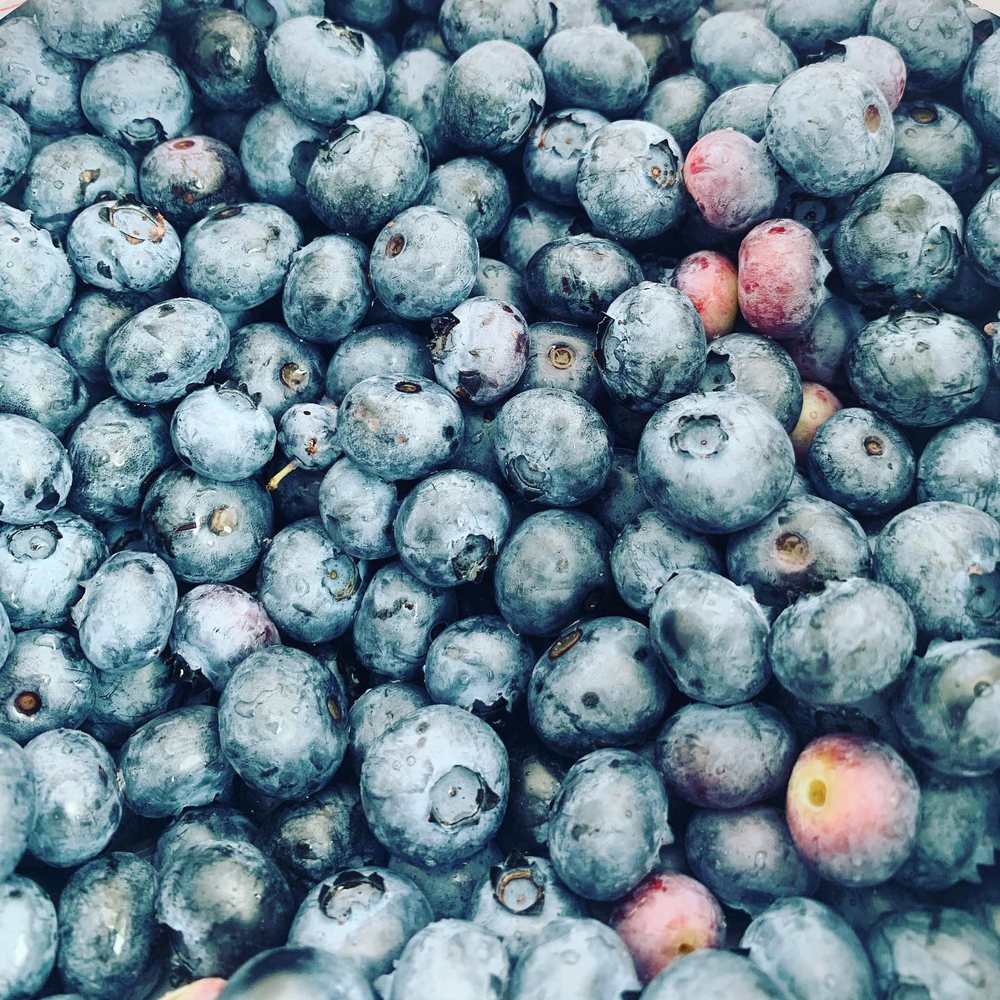 BRYANT BLUEBERRY FARM - 14 Photos - 6900 Oak Park Rd, New Salisbury ...