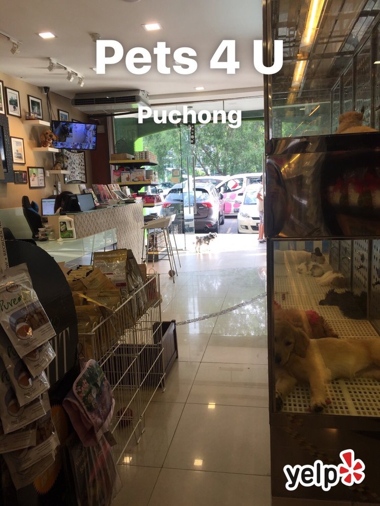 PETS 4 U - Updated December 2025 - 50 Jalan Puteri 5/1, Puchong ...