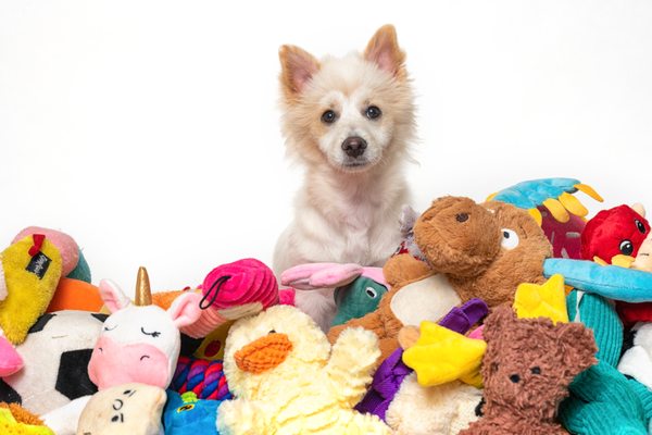 SARAH DEREMER DOGTOGRAPHER - Updated October 2025 - 149 Photos & 20 ...