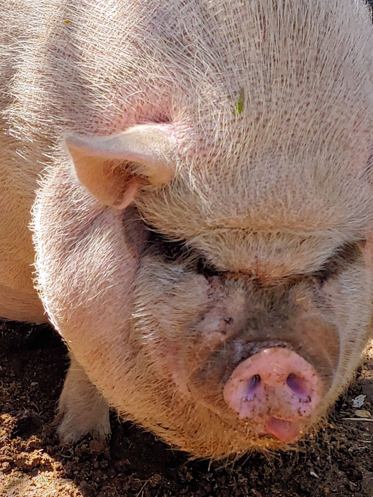 CBS 2 LOS ANGELES / KCAL 9 PETS 2 LOVE: CUTEST PET CONTEST - 4200 ...