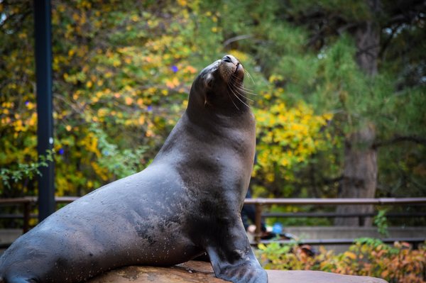 DENVER ZOO - 2161 Photos & 823 Reviews - 2300 Steele St, Denver ...