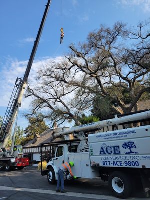 ACE TREE SERVICE - Updated July 2025 - 109 Photos & 77 Reviews - Sylmar ...