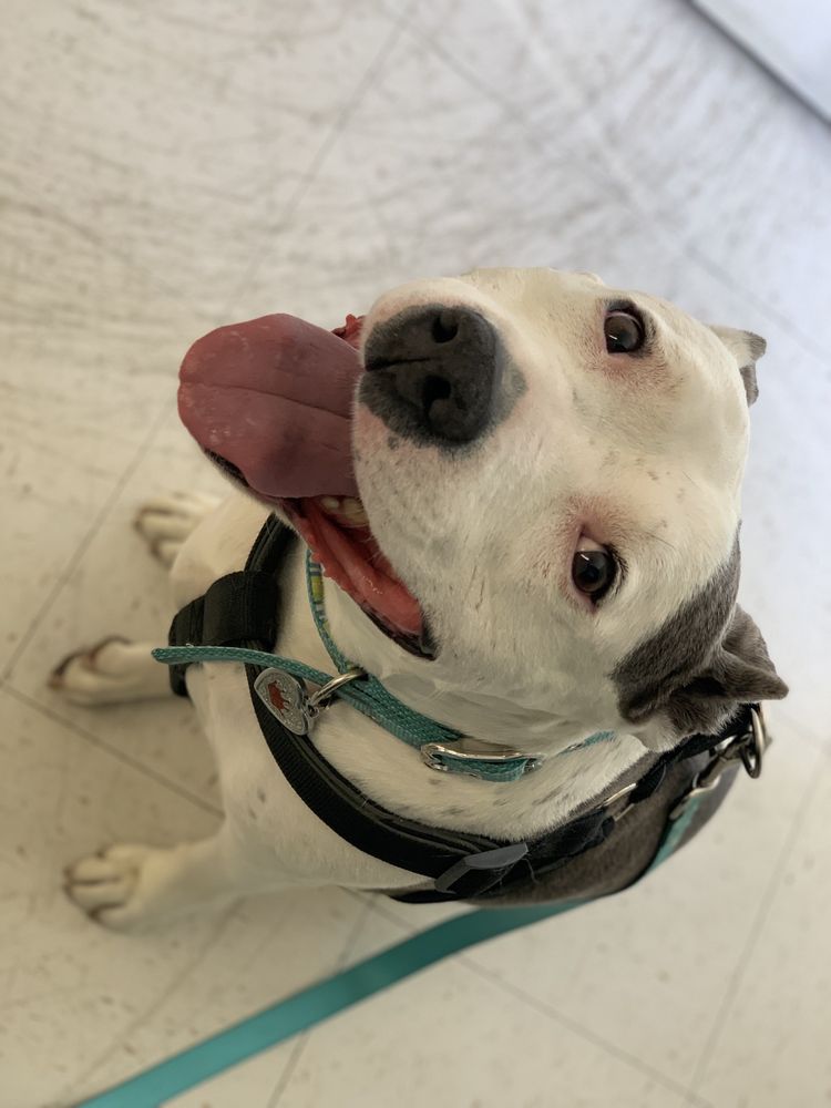 HUMANE ANIMAL HOSPITAL - 73 Photos & 109 Reviews - 9257 Sierra Ave ...