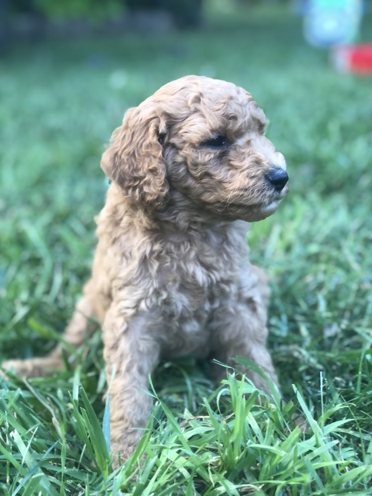 YANKEE DOODLE POODLE PUPS - Updated January 2025 - 14 Photos ...