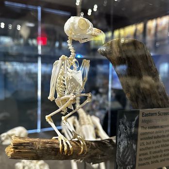 SKELETONS MUSEUM OF OSTEOLOGY - Updated July 2025 - 548 Photos & 162 ...
